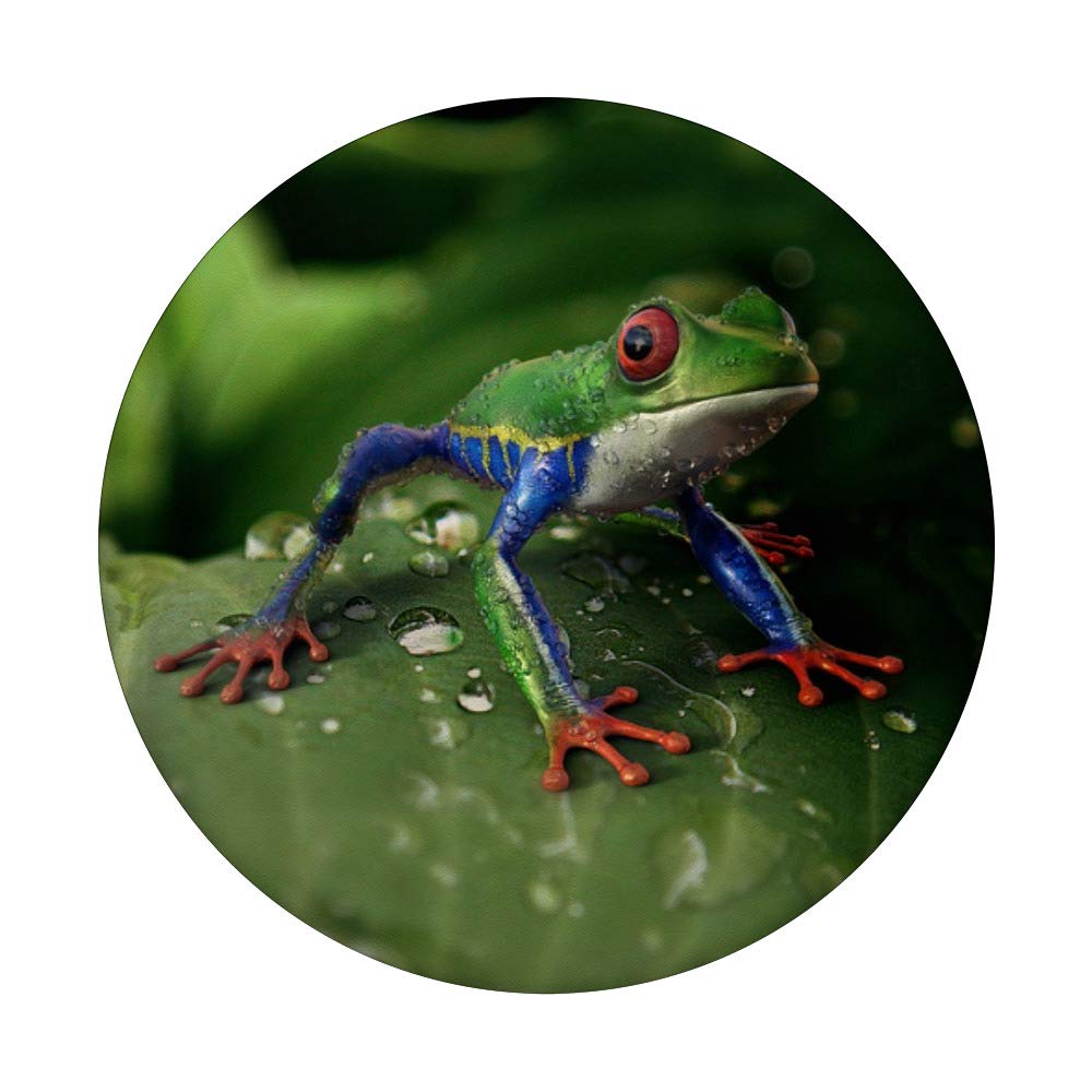 Jungle Tree Frogs