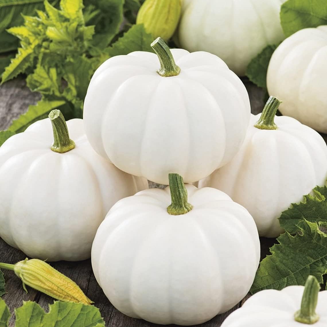 Amazon.com : Pumpkin Seeds - Winter Squash (DTA) (Baby Boo; 40+ Count ...