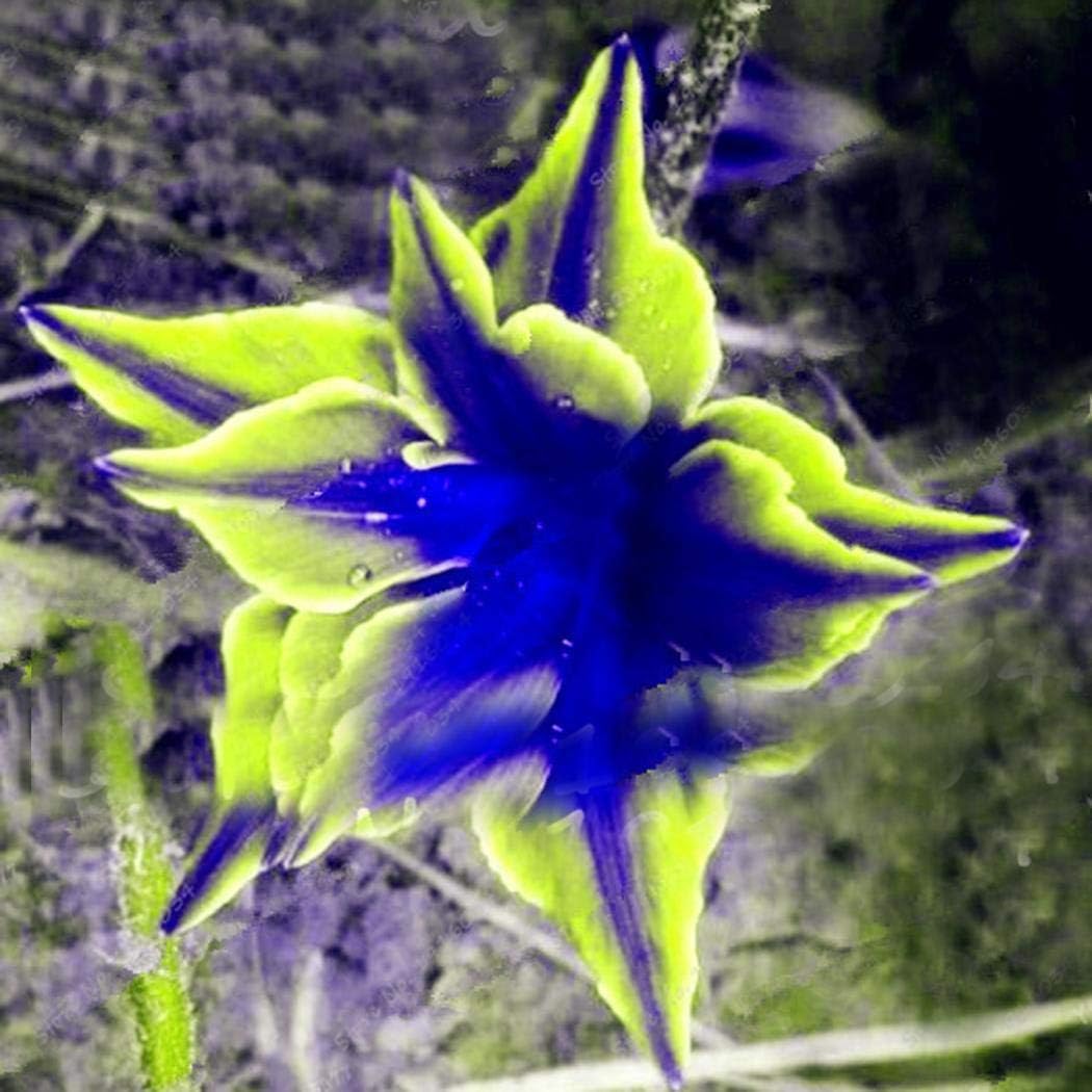 Amazon.com : Enertap Seeds - Rare 50 Pcs Balloon Flower (Seed ...