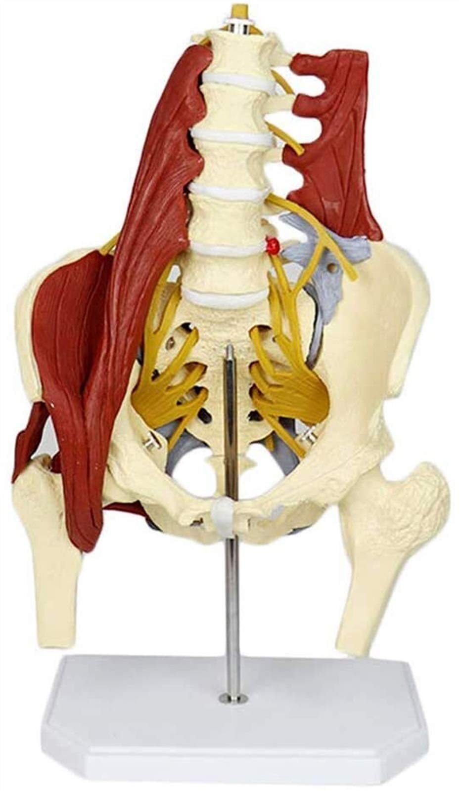 Buy Auoeer Human Anatomy Models Anatomy models for the back lumbar ...
