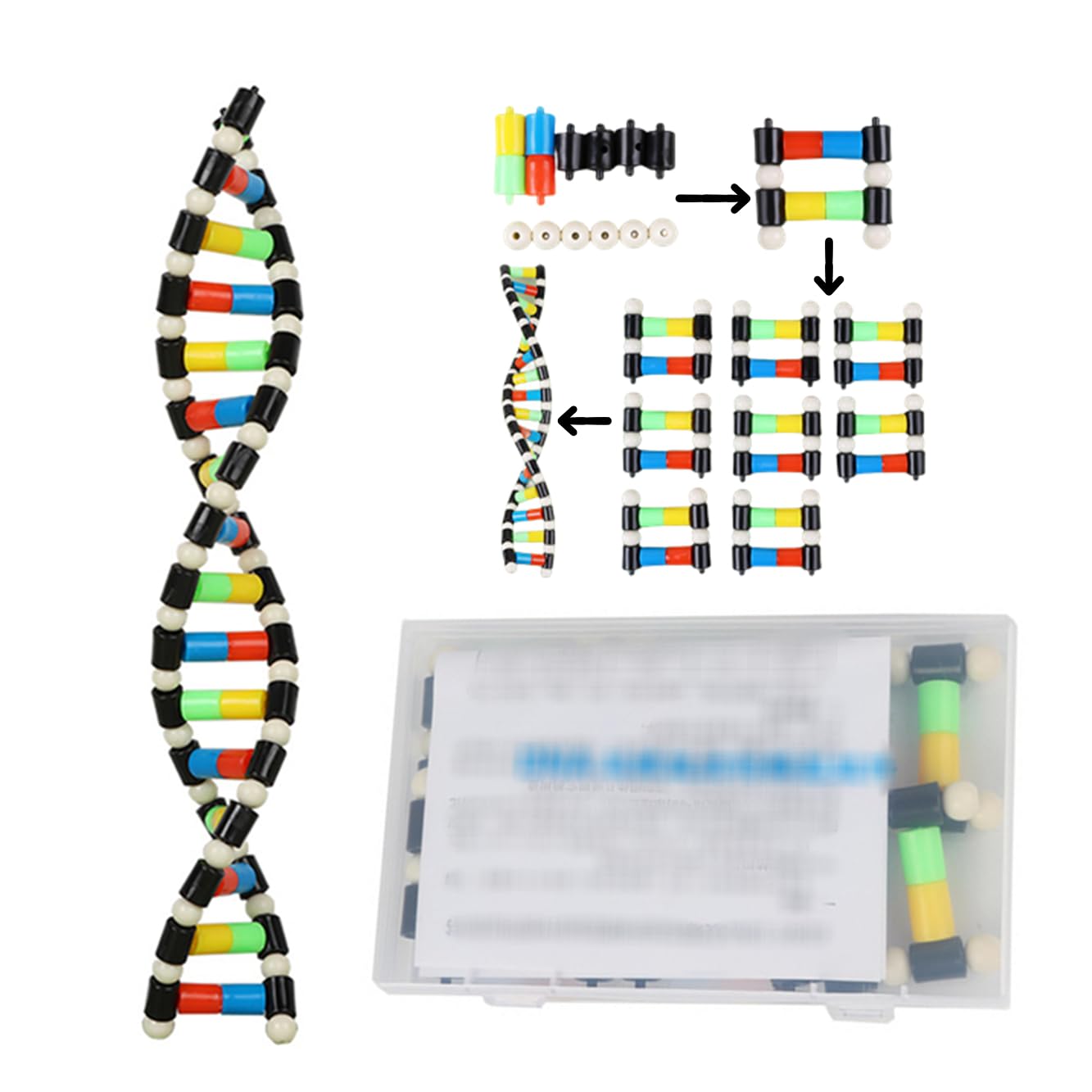 Dna Helix Model Project