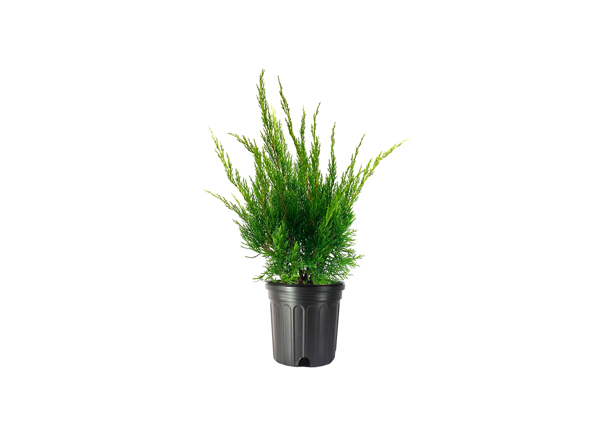 Amazon.com : Sea Green Juniper - 1 Live Gallon Size Plant - Juniperus ...