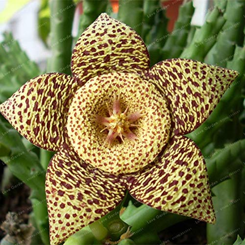 Stapelia Pulchella Seeds stone Cactus Seeds lithops Mix Succulents Raw ...