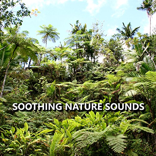Amazon.com: Soothing Nature Sounds : Nature Sounds Nature Music ...