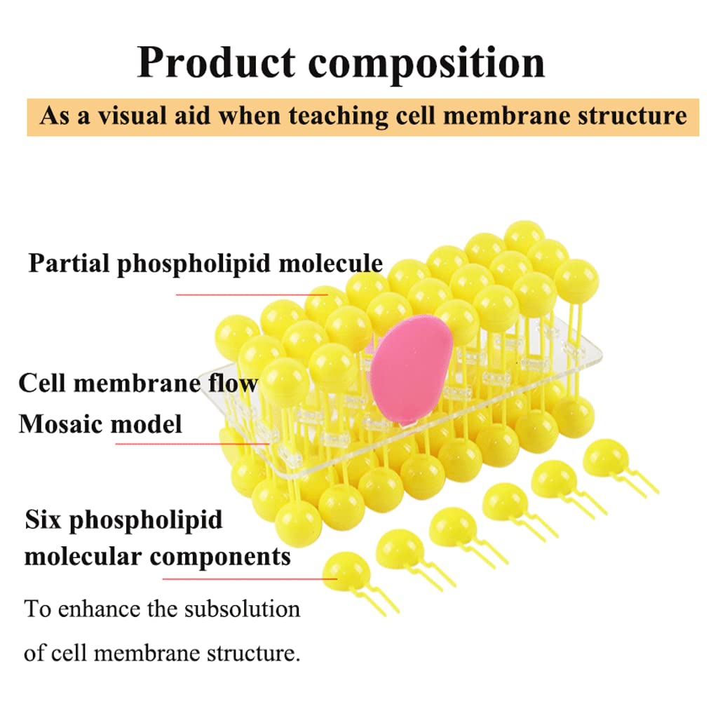 Phospholipid Model