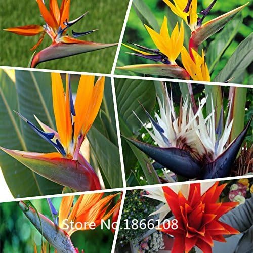 Amazon.com : 2015 100/bag rare Strelitzia reginae seeds hybrid bird ...