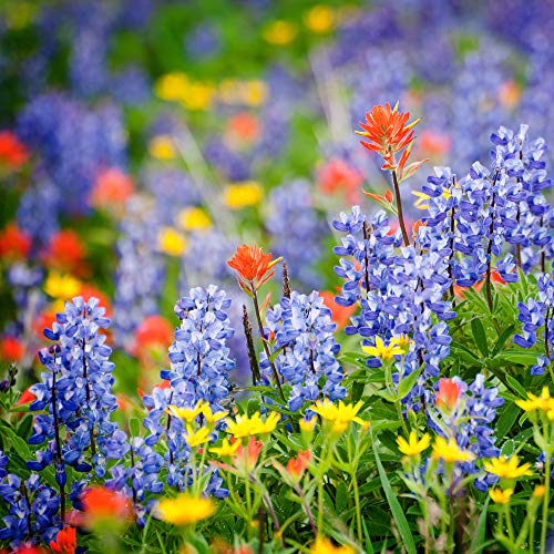 10 Steps to Prepping a Native Wildflower Garden - Native Backyards