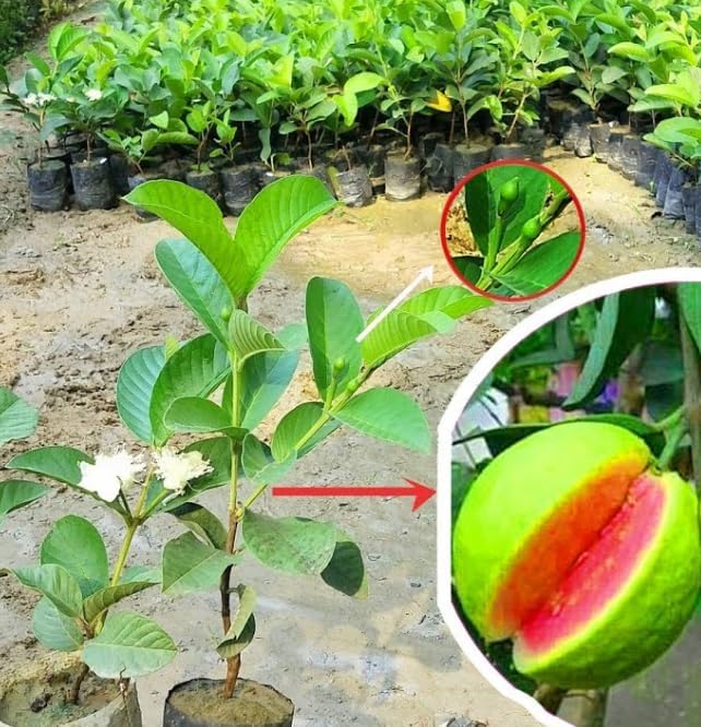 Growing Plants Live Original Taiwan Pink Guava Plant - Pink taiwan ...