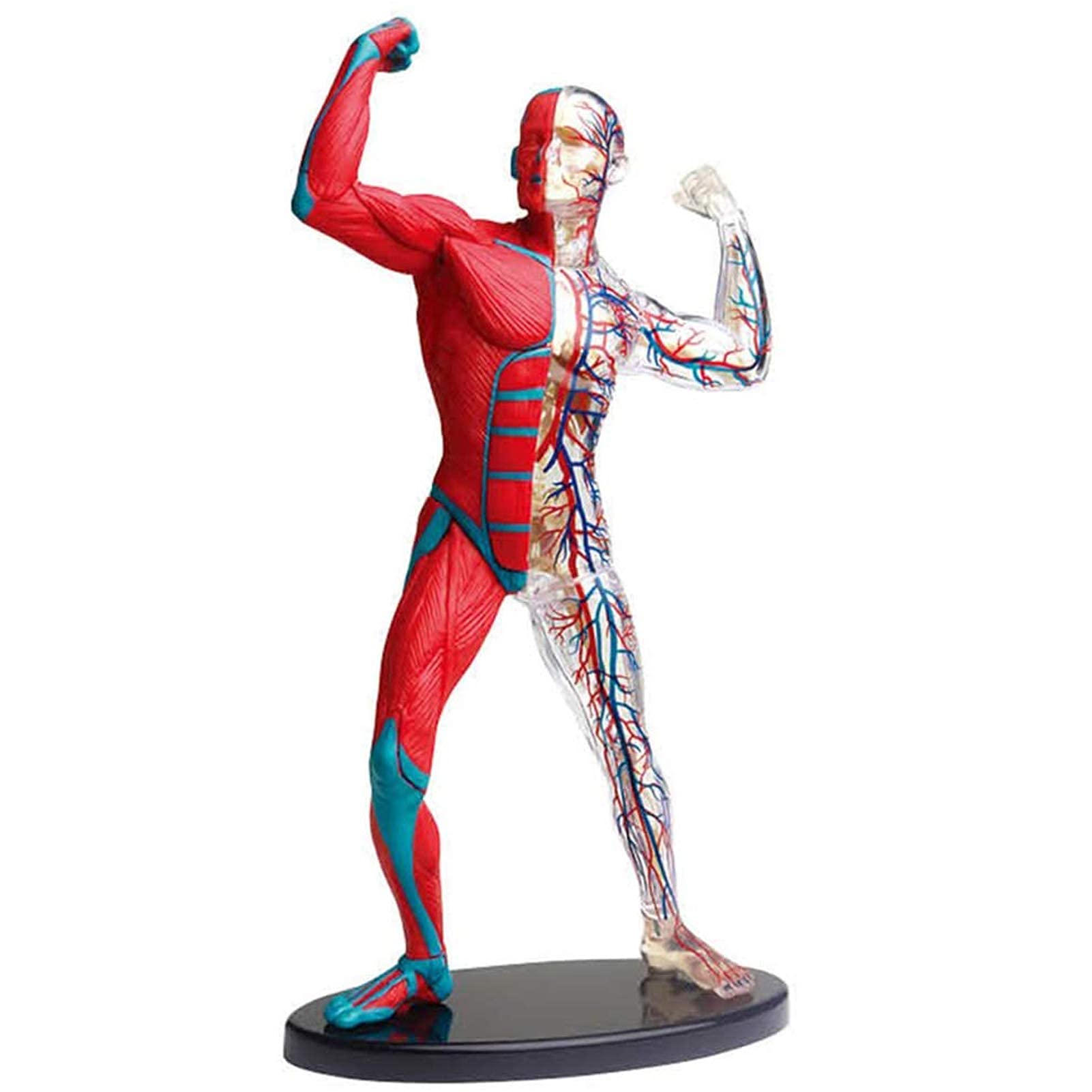 Buy Anatomy Model Anatomical Muscular Figure 4D-Vision Human Muscle And ...