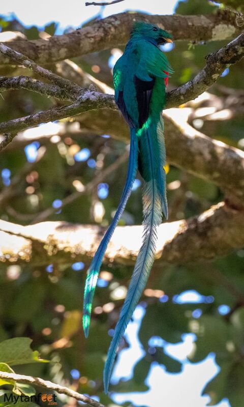 Resplendent Quetzal Blue