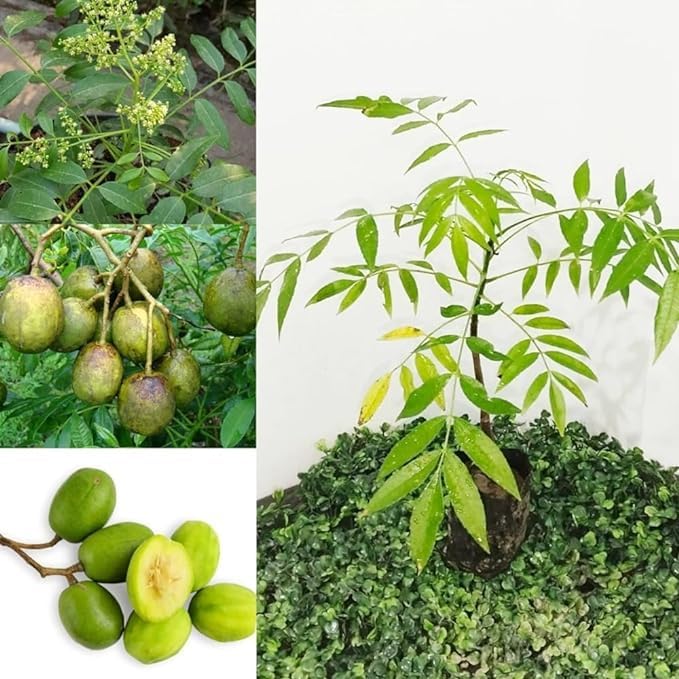 Anjali Plants Foundation "All Time Hog plum/Amra plant "Grafted hybrid ...