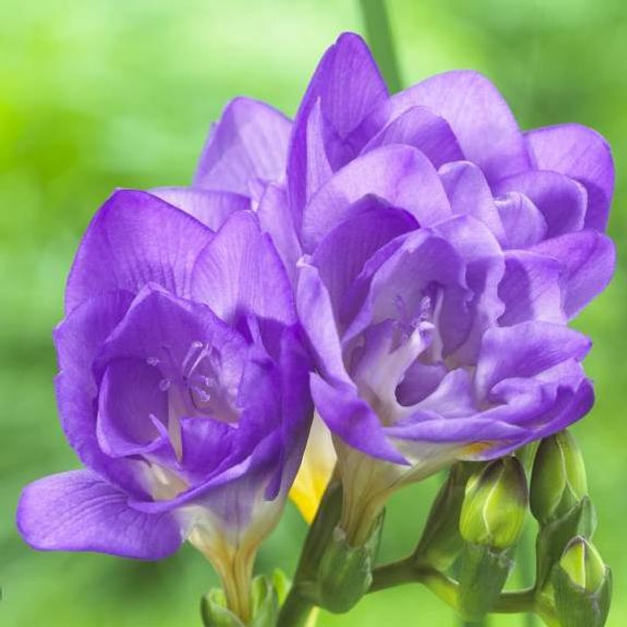 Amazon.com : Votaniki Double Blue Freesia Bulbs - Long Lasting Blooms ...