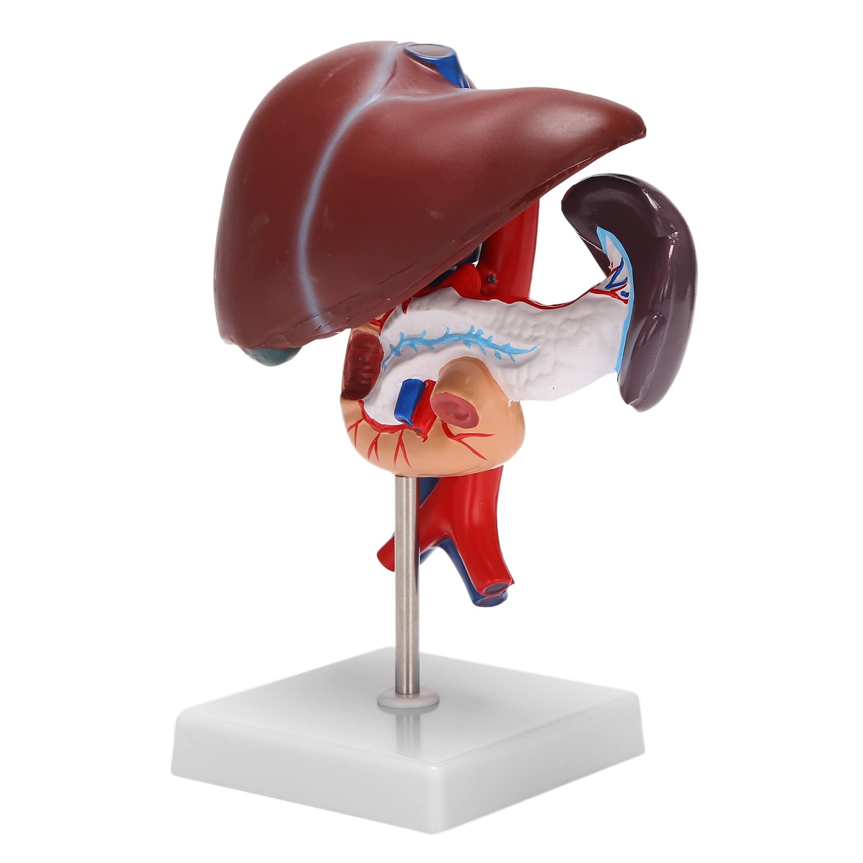 Doumneou Human Liver Pancreas Duodenum Anatomical Anatomy Model Model ...