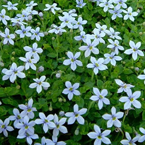 15 Low-Growing Border Plants You Should Consider