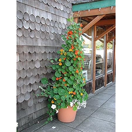 Exoticflora creepers and climbers Tecoma climber pink flowering healthy ...