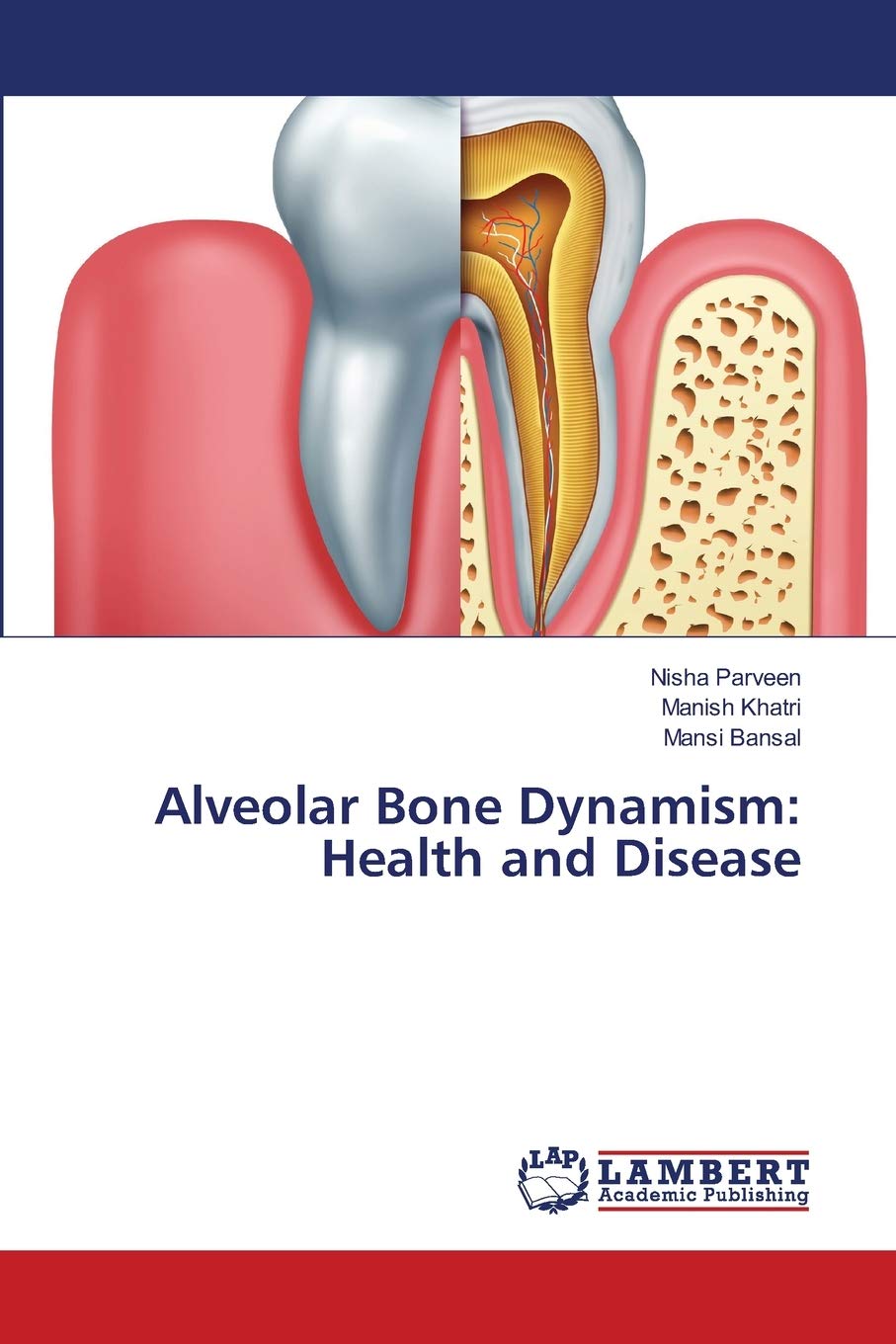 Alveolar Bone Scheme Illustrating The Steps Of Alveolar Bone Repair