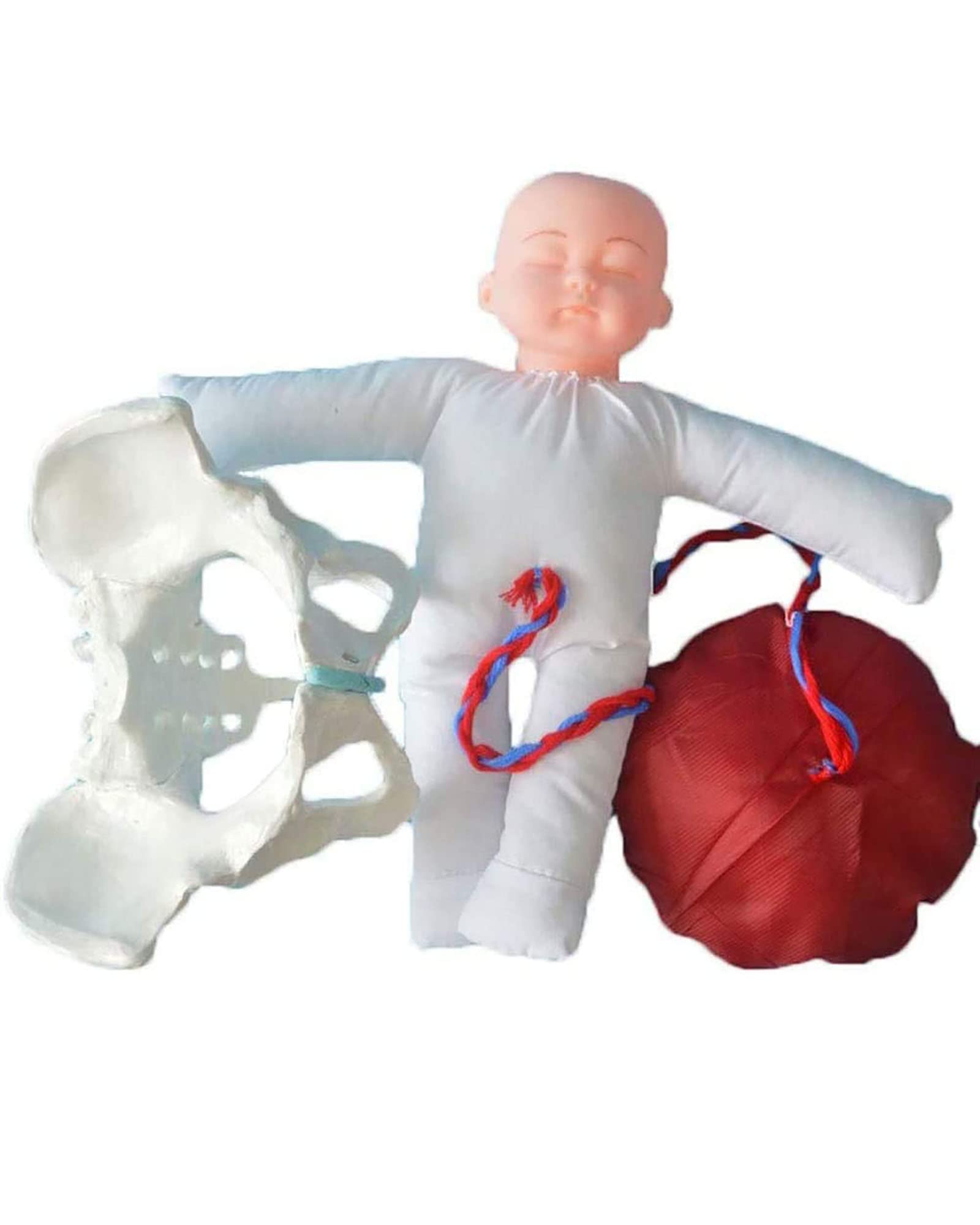 Buy GOD Life Size Female Pelvis And Baby Model PVC Female Pelvis ...