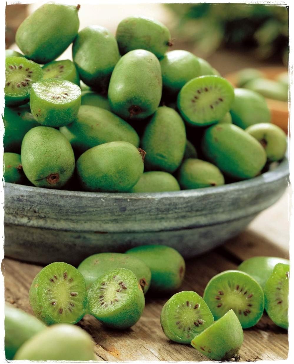 Plante de KIWI ARGUTA 'Issai' Plante autofertile - en pot Ø 19 cm - H ...