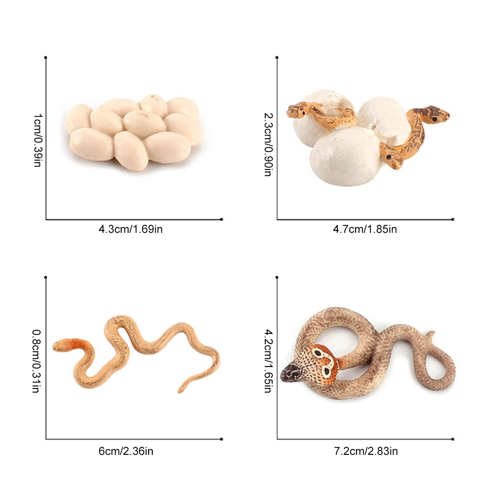 Life Cycle Of A Cobra Snake Cape Cobra Wikipedia