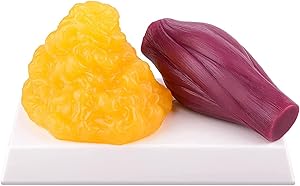 Human Body Fat Replica 1 lb with Display Base & Muscle Replica 1lb ...