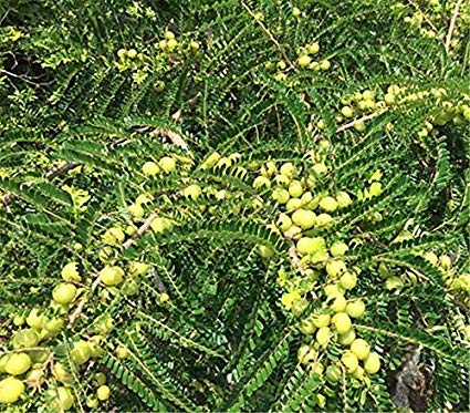 Plants Point Amla (Small Size Fruit) Rai amla, Indian Goosberry ...