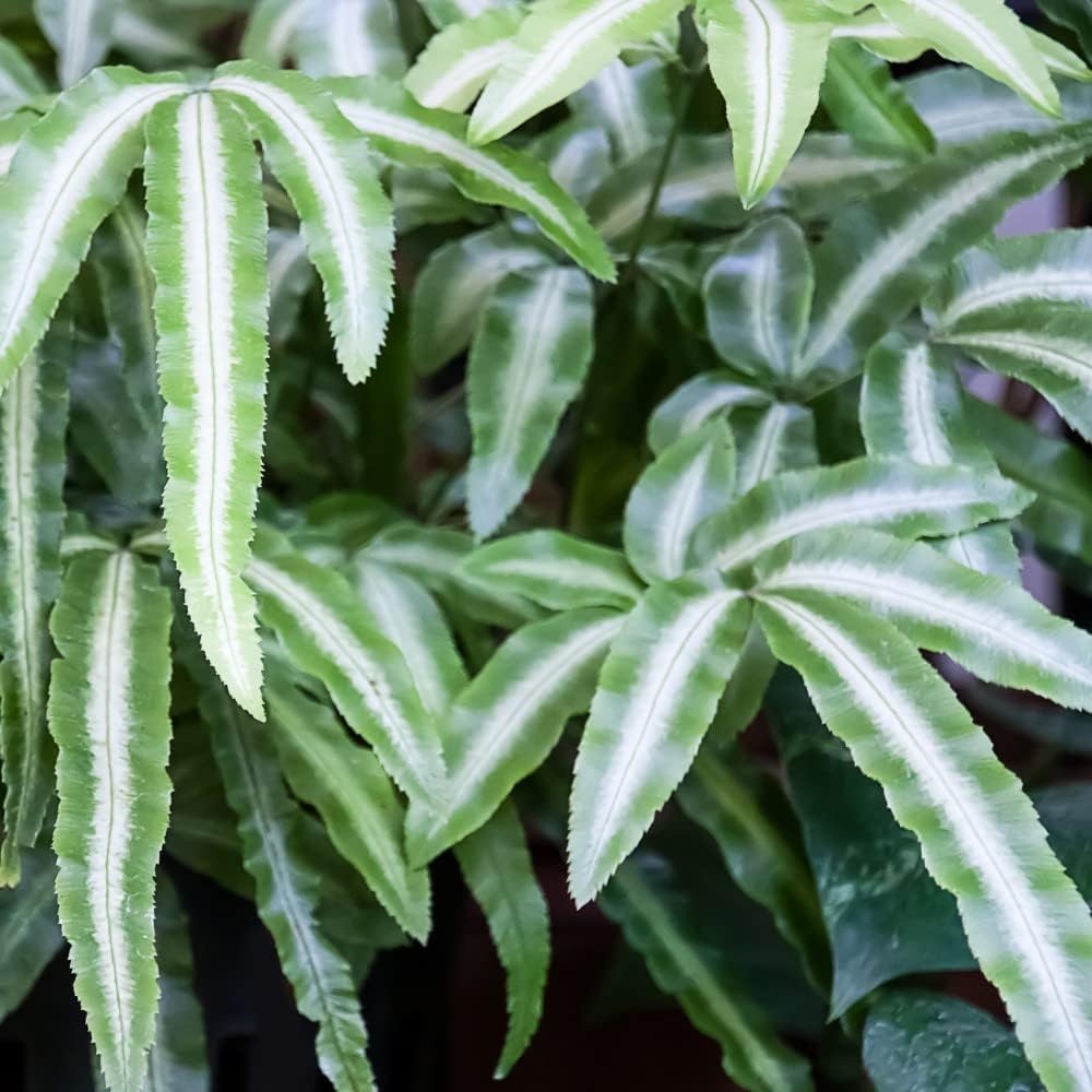 Houseplant Pteris cretica VAR albolineata White-Striped Cretan Brake ...