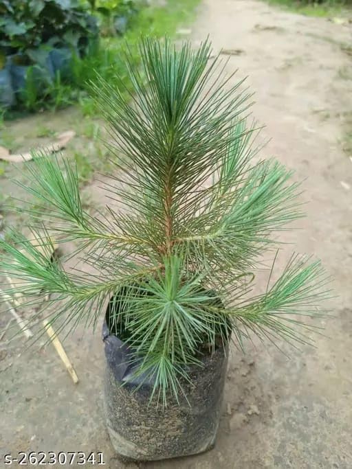GreenWorld Special & Rare Himalayan Pine Tree Plant/Himalayan Longleaf ...