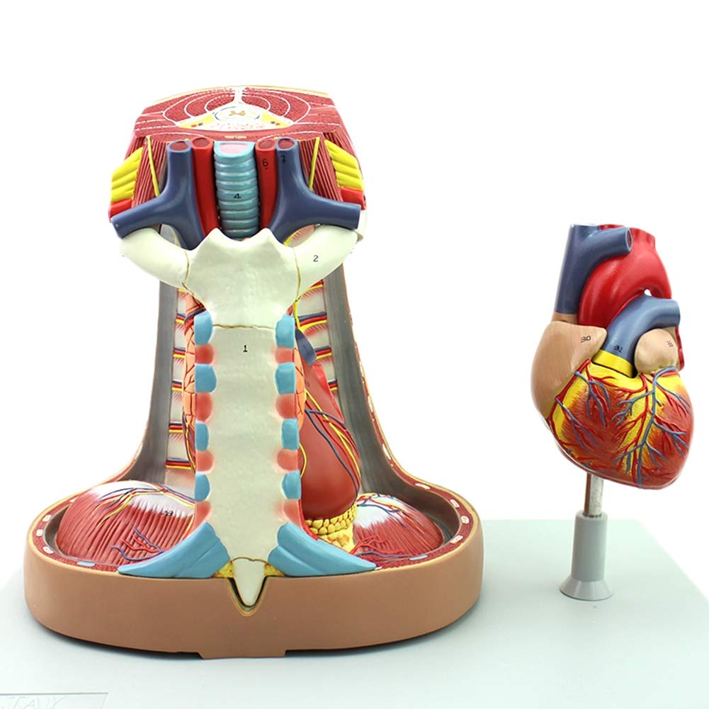 Buy Human Body Mediastinal Model Real Size Heart Anatomy Model Sternum ...