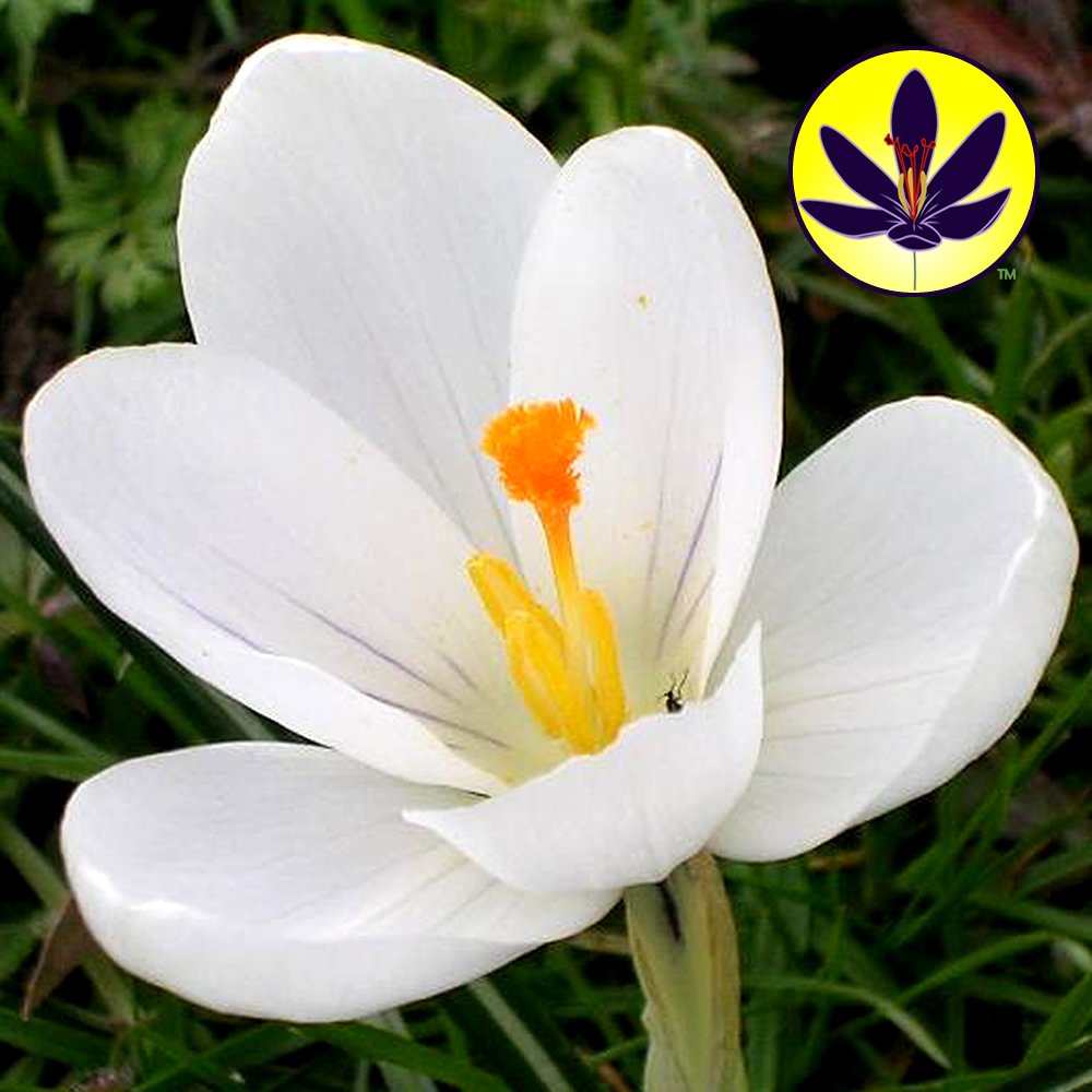 Dwarf Crocus