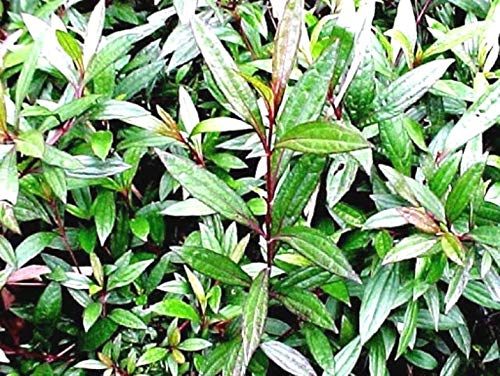 Indiana Vishalyakarni Ayaparnah Eupatorium triplinerve Ayapana tea ...