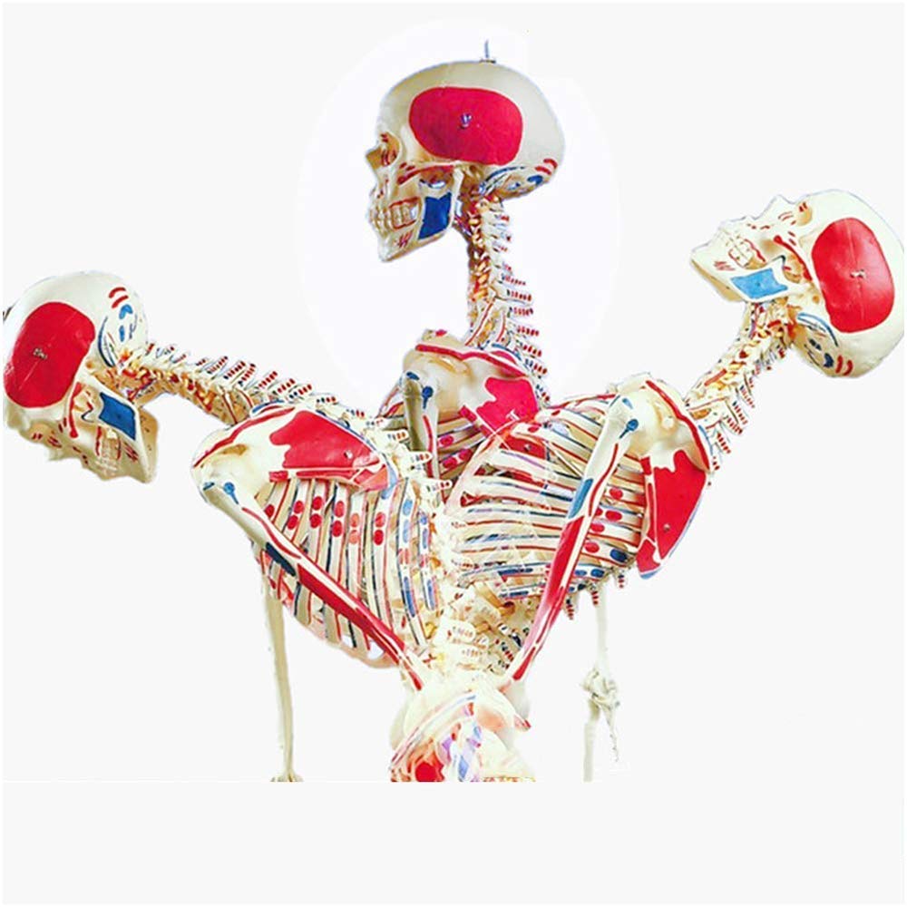 Buy Teaching model Flexible Human Skeleton Model - Life Size Human ...