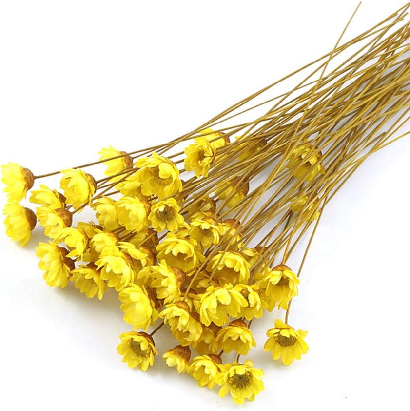 Amazon.com: MLSG 100 Stems Natural Dry Flowers Brazilian Small Star ...