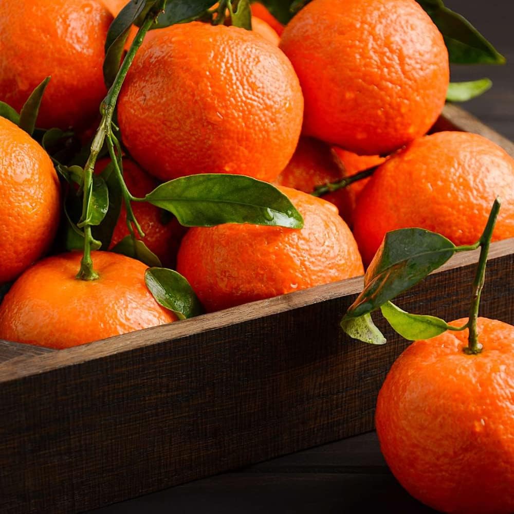 Amazon.com : Tangerine Orange Tree 3 Feet Tall, Citrus Fruit Tree Live ...