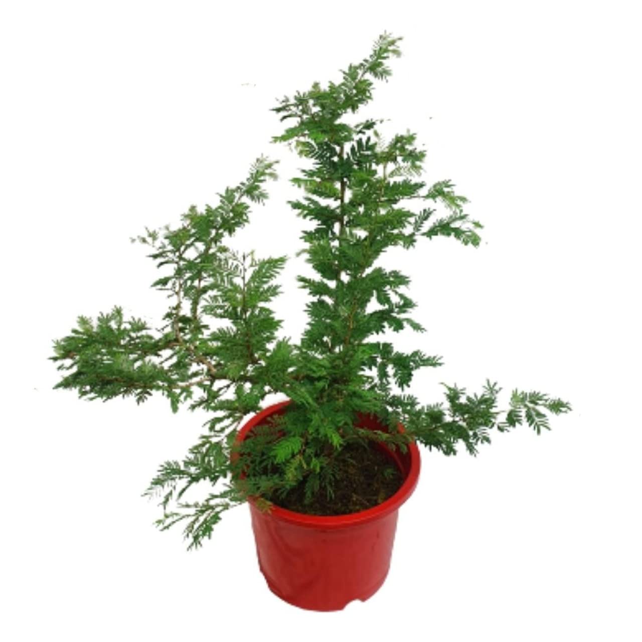 Go4plants Shami Tree Live Plant with Pot pack of 1 : Amazon.in: Garden ...