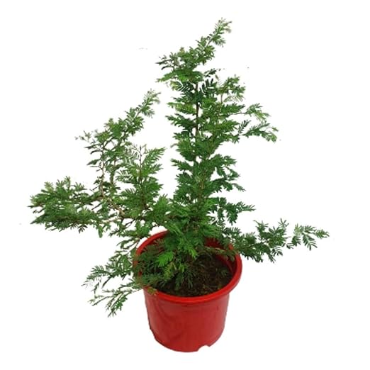 Go4plants Shami Tree Live Plant with Pot pack of 1 : Amazon.in: Garden ...