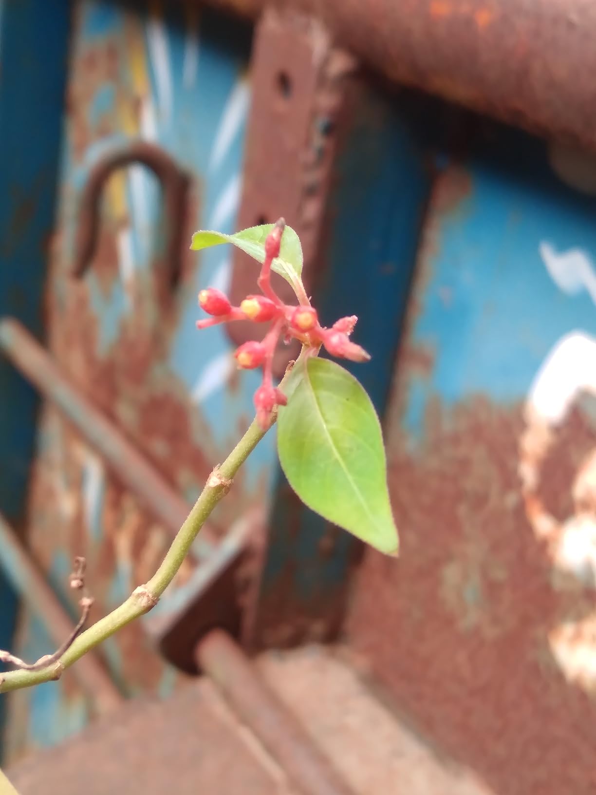 Begonia Venusta Creeper Pyrostegia venusta Orange trumpetvine from ...
