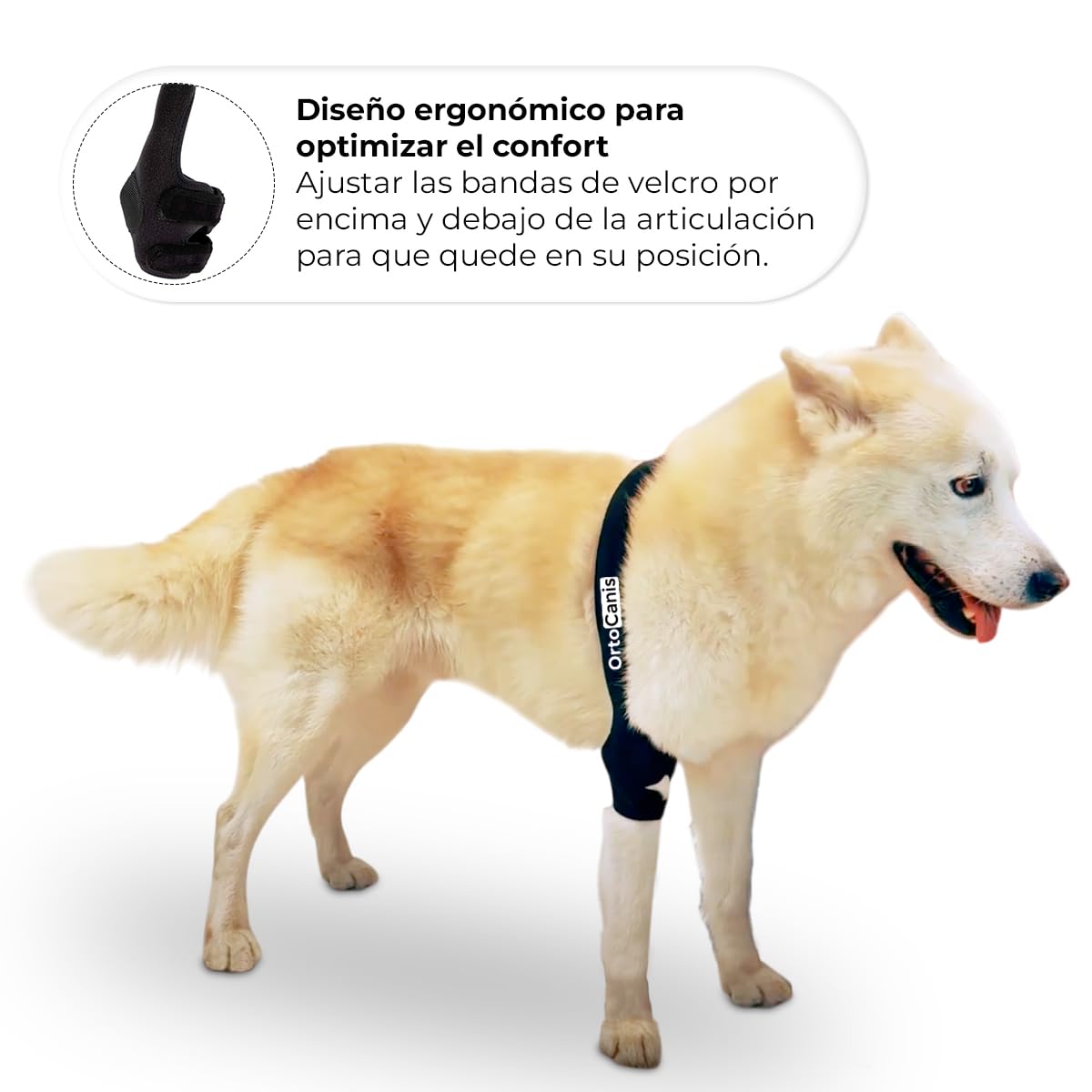 Son Seguros Los Huesos De La Pierna De Jones Para Los Perros