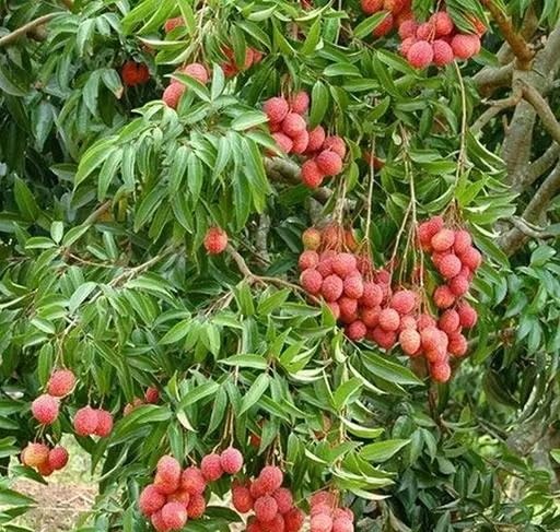 Sweet Tasty Hybrid Rose Scented Litchi Plant Grafted for House Planting ...