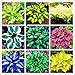 Amazon.com : MITRAEE 100pcs hosta Mix Plant Seeds : Patio, Lawn & Garden