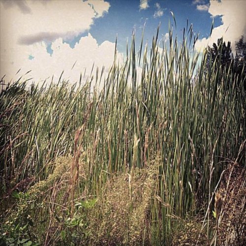 Play Swallowed By a Whale by Daggerwing on Amazon Music