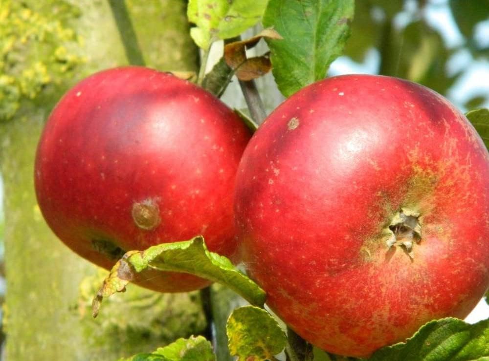 Malus Discovery Apple Fruit Tree 100-120cm Supplied in a 5 Litre Pot ...