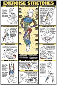 Amazon.com : Exercise Stretches 24" X 36" Laminated Chart : Fitness ...