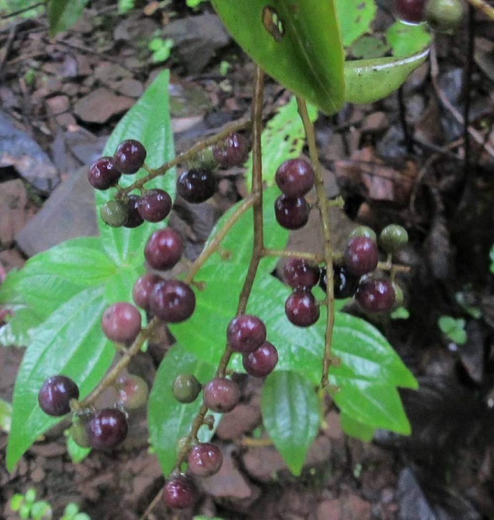 SHOP 360 GARDEN Embelia ribes/Baibidang/Baibadang/Vaividang/Vidanga ...