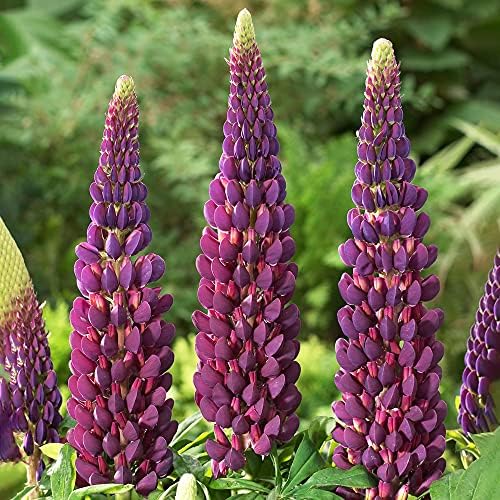 Lupin Masterpiece - Stunning Lupinus Garden Ready Potted Plants ...