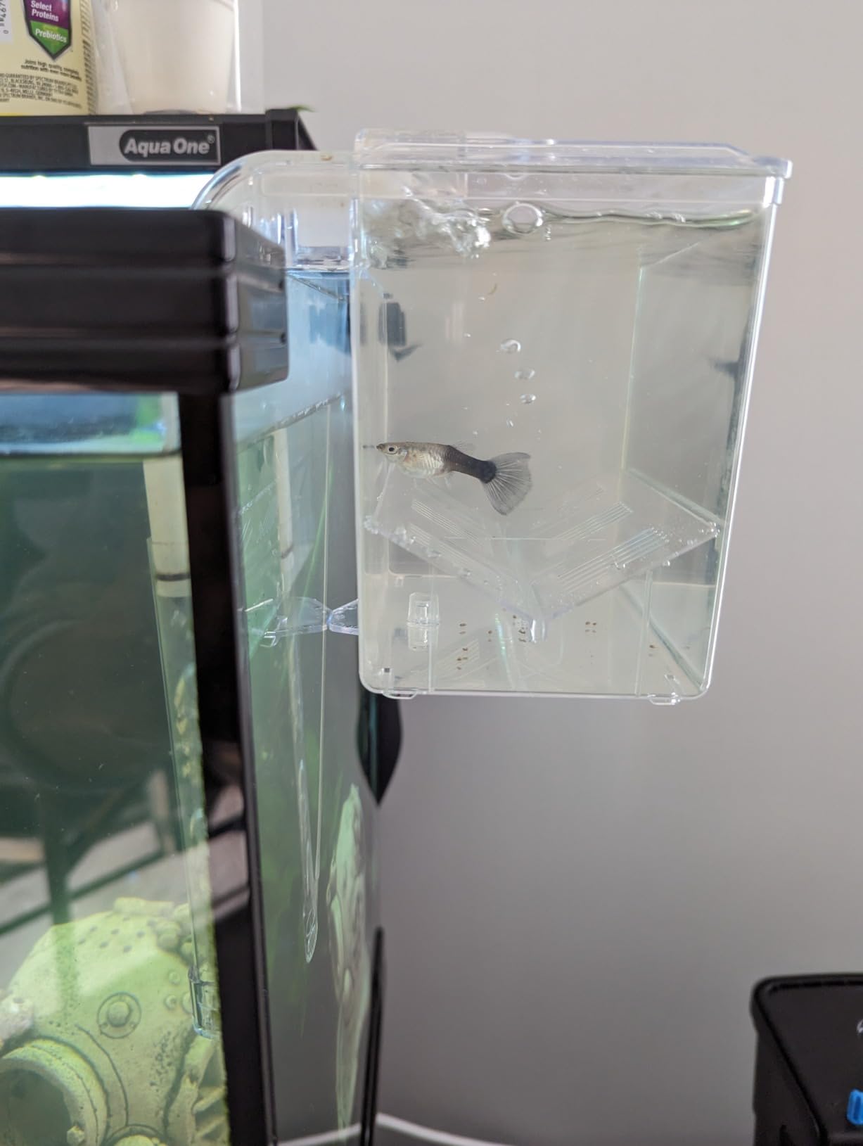 Fluval Hang-On Breeding Box, Medium, 1.1 Litre : Amazon.com.au: Pet ...