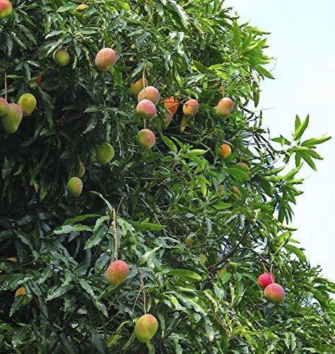 Punarva Mango PlantAmm PlantGardens Live Sweet Sundari Mango Plant 4 ...