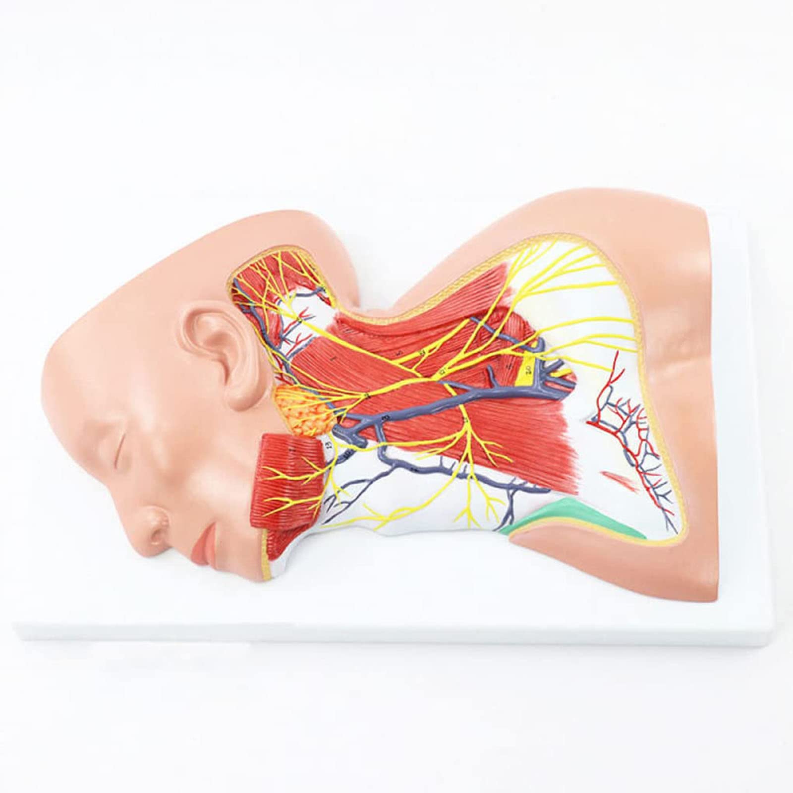 Neck Skin Anatomy Human Neck Local Anatomical Model Neck Muscle ...
