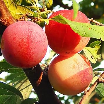 Amazon.com : Mexican Plum Tree Live Plant from 4 to 5 Ft Tall, Plum ...