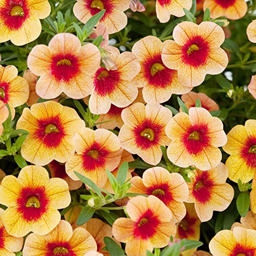 Calibrachoa million bells - How to grow & care