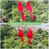 Amazon.com: 12pcs Red Cardinals Bird Decor Christmas Tree Ornaments 5 ...